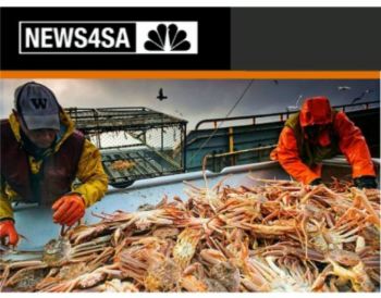 Seafood Media Group - Worldnews - Alaska snow crab season canceled after billions of crabs disappear