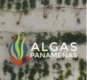 Seafood Media Group - Noticias - ProPanamá respalda un ambicioso e innovador proyecto de cultivo ...